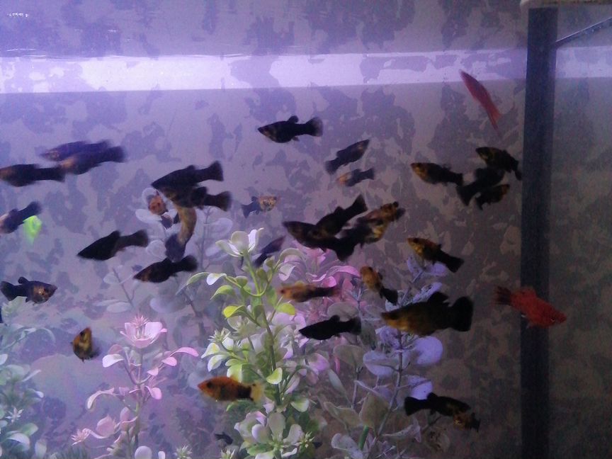 Аквариумные рыбки