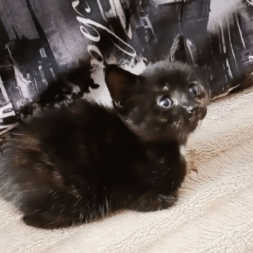 Сибирский котёнок