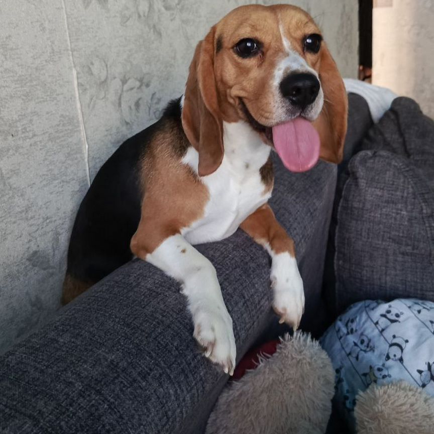 Бигль, взрослая собака