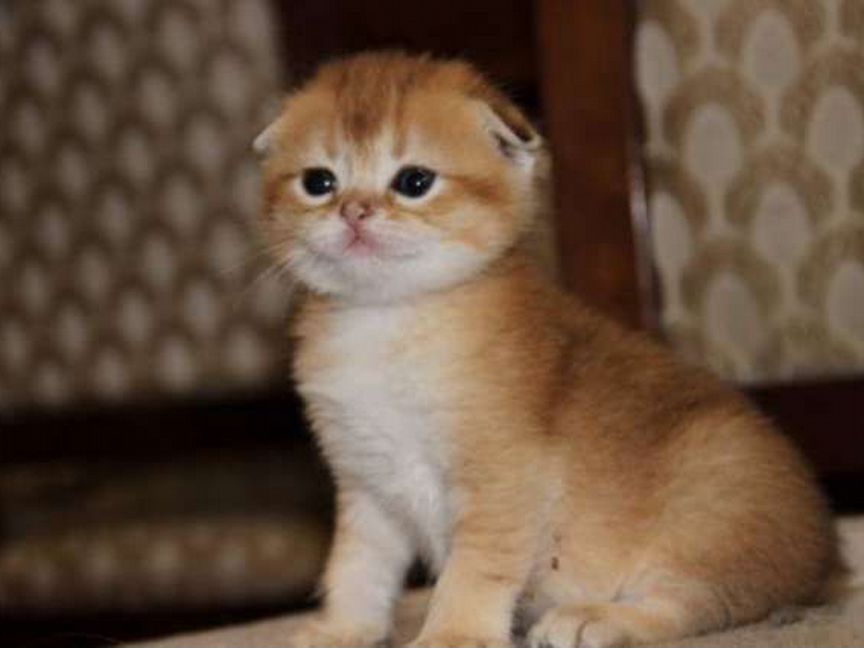 Шотлички Золото