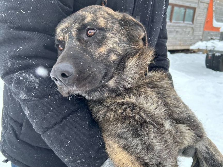 Собака в добрые руки отдам бесплатно