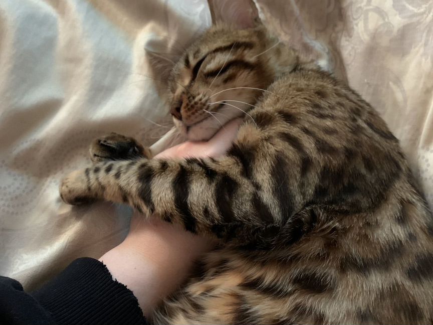 Нужен стерилизованный кот для вяски