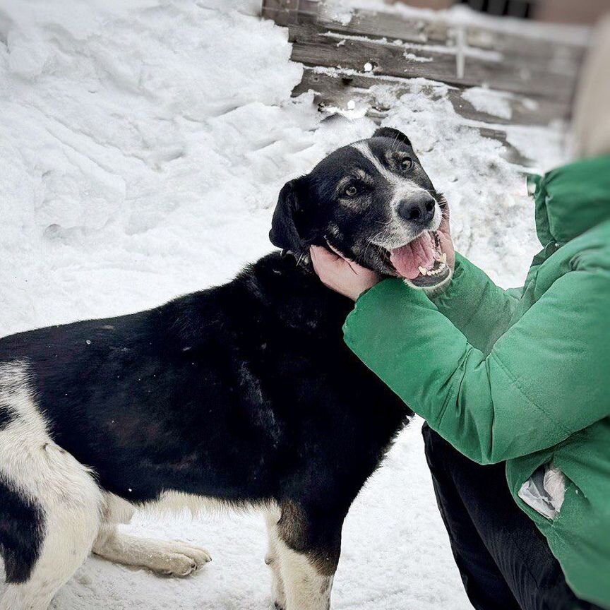 В добрые руки хороший охранник