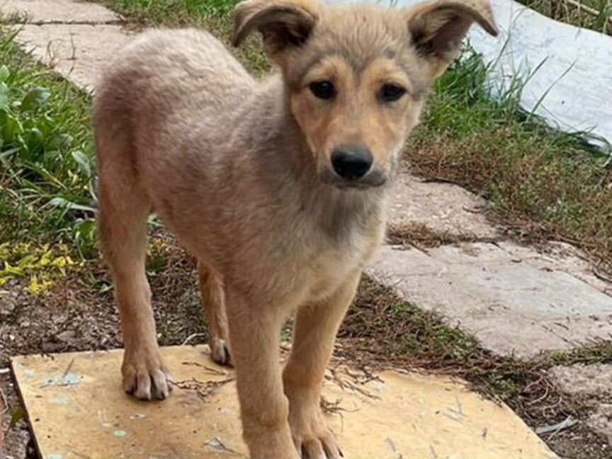 Щенки бесплатно