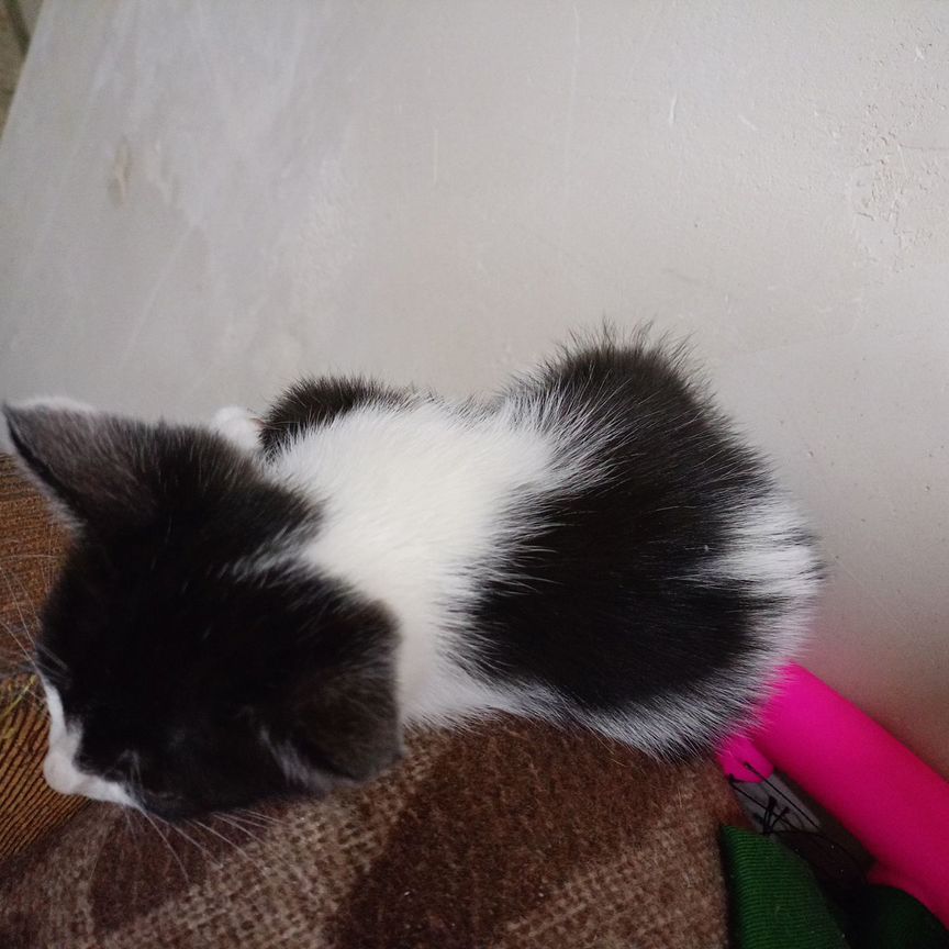 Котята отдам в добрые руки бесплатно