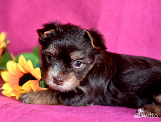 Шоколадная с подпалом йорочка