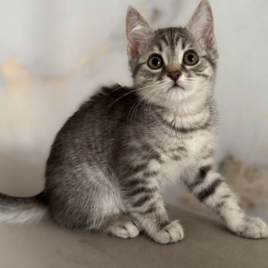 Шотландский прямоухий короткошёрстный котёнок