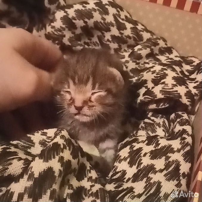 Котенок дворняжка бесплатно