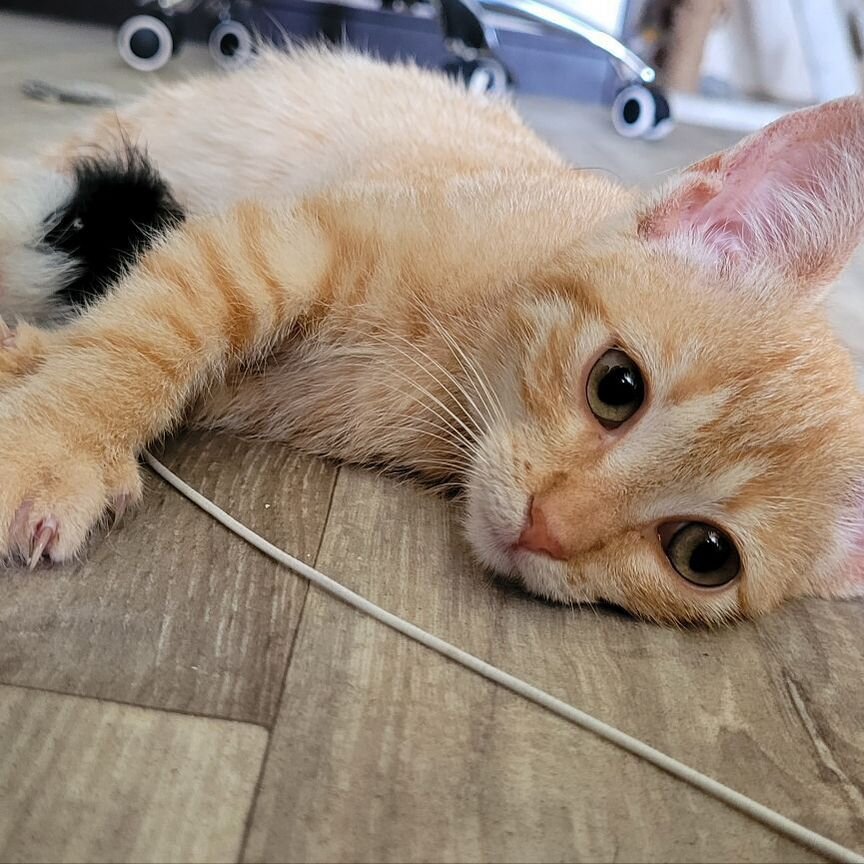 Рыжая девочка в добрые руки