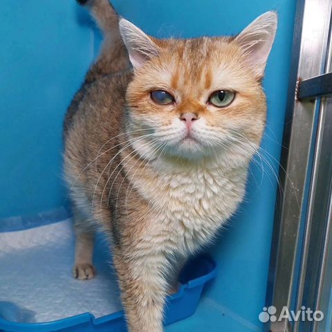 Ласкучая красавица Пинеточка очень хочет домой