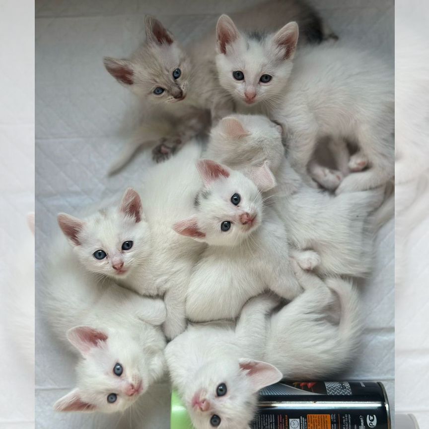Котята "снежные бенгалы"