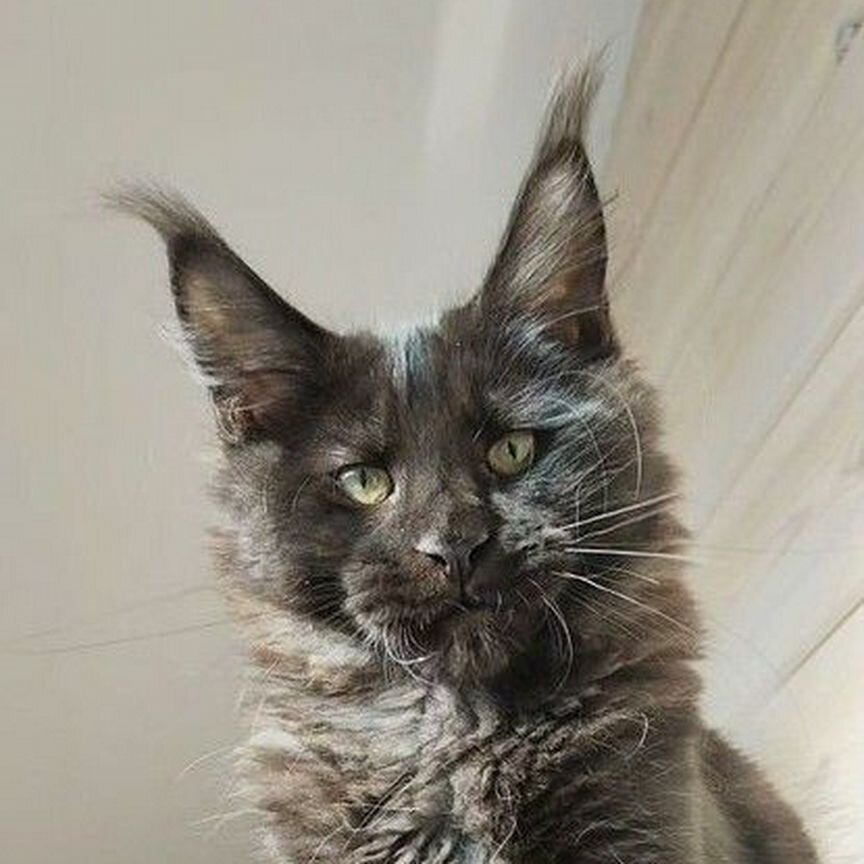 Мейн Кун черный солид крупный котенок