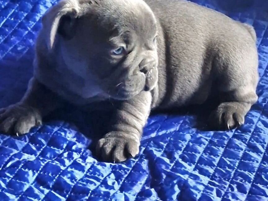 Лиловый+флаффи