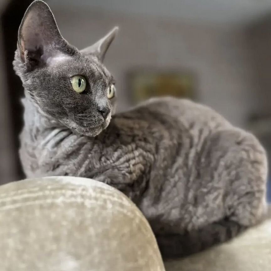 Девон-рекс, взрослая кошка