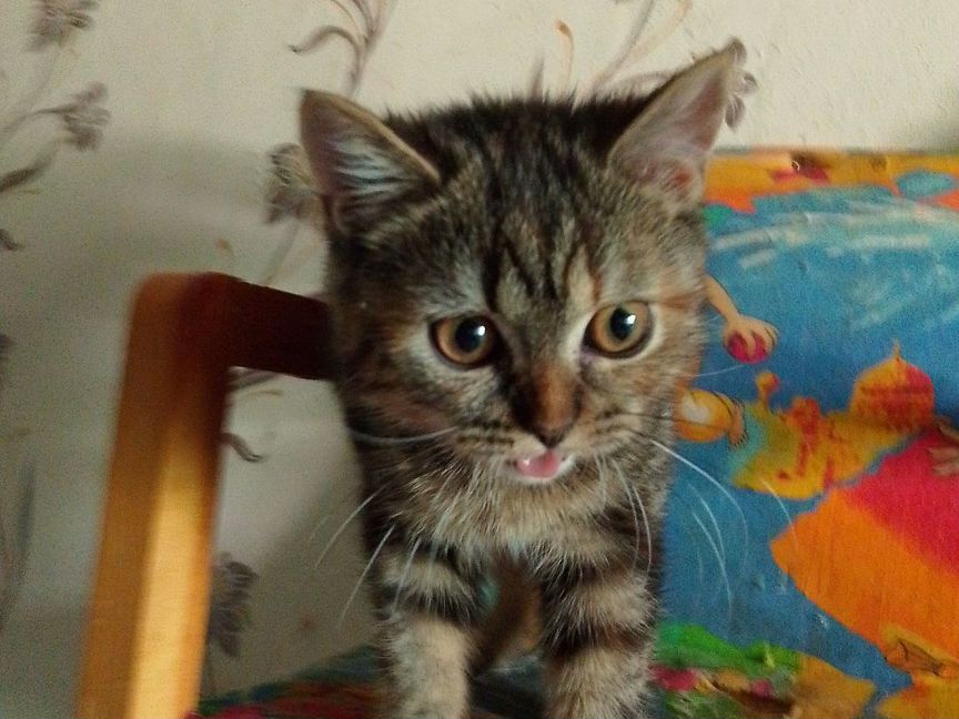 Британская . Котëнок бесплатно