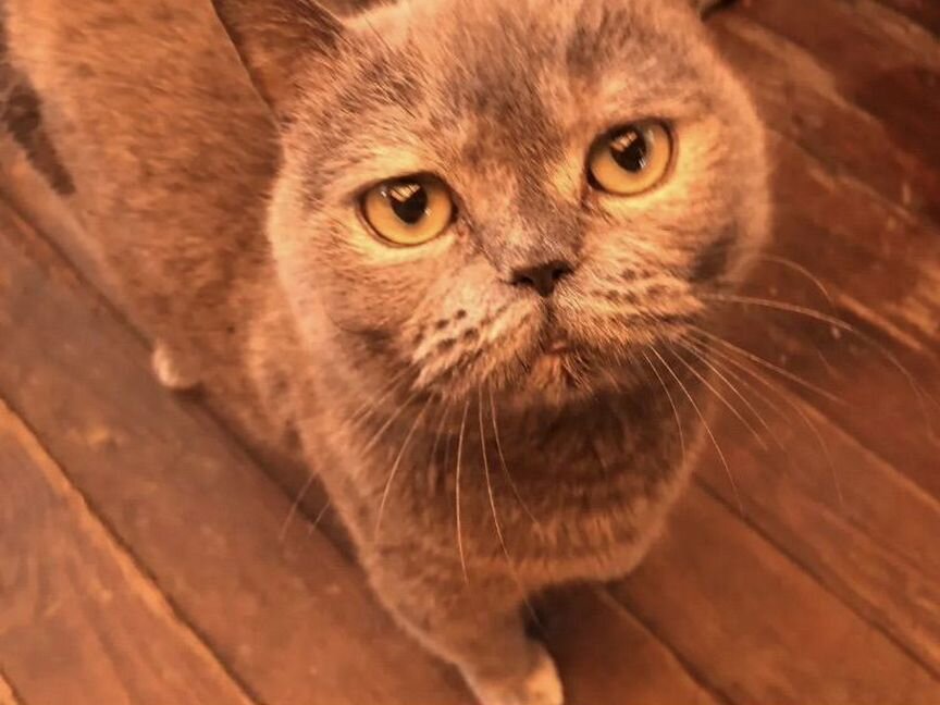 Британская короткошерстная кошка