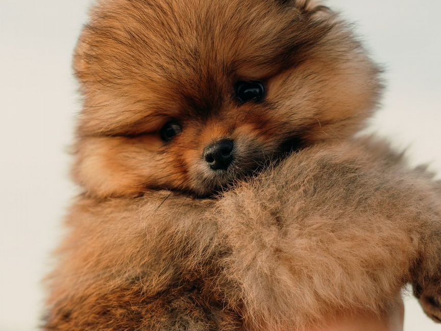 Щенки померанского шпица