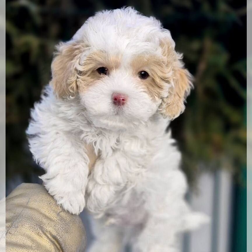 Мальтипу, щенок