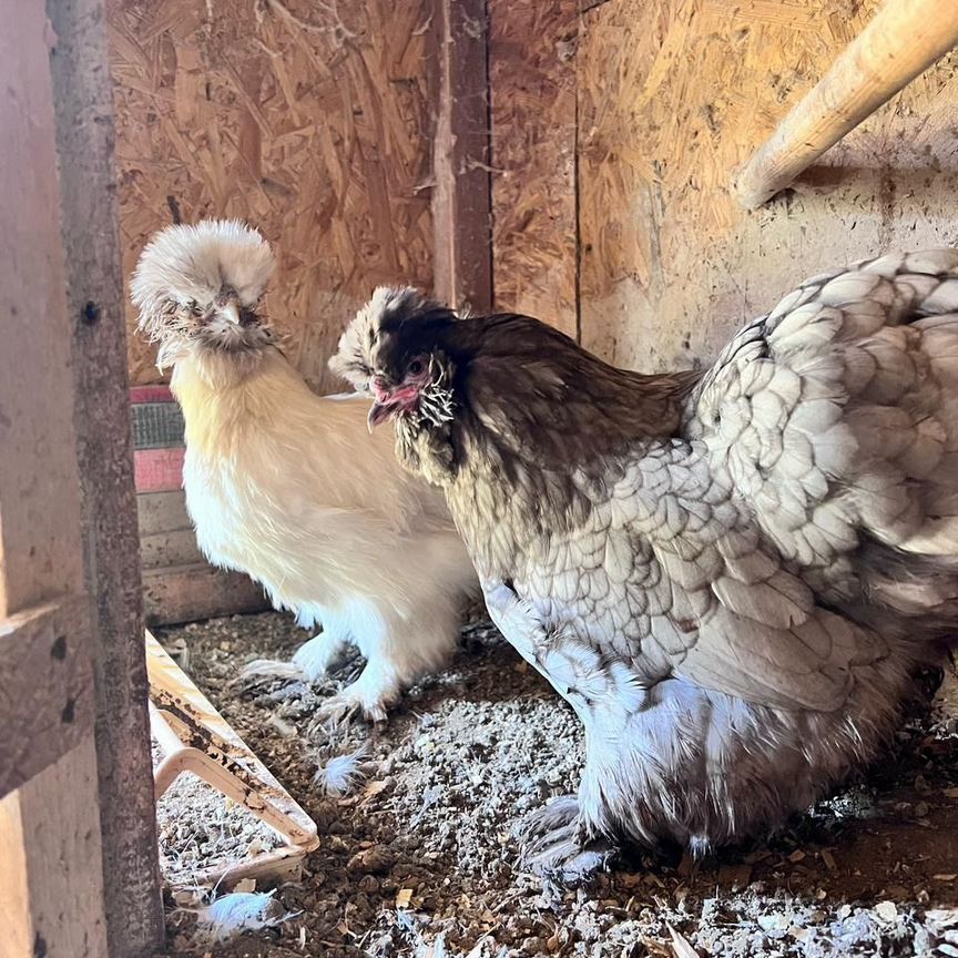 Шелковые курочки