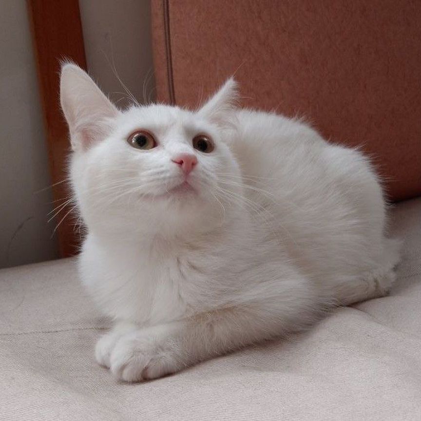 Белокурые котята Турецкий ван