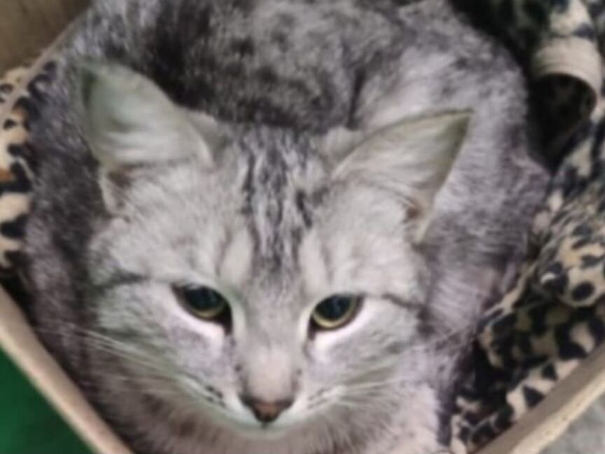 Котенок в подьезде