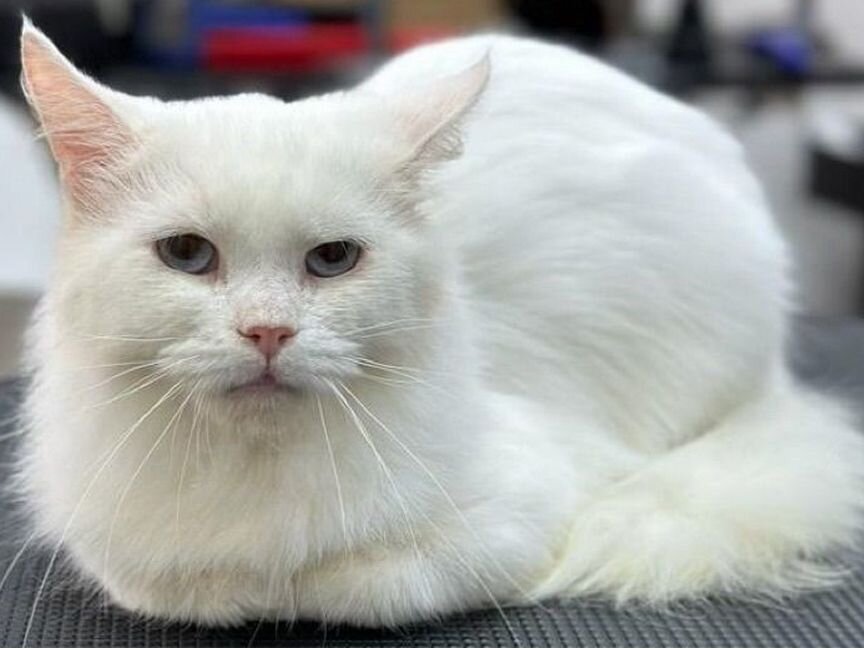 Котик Вайс