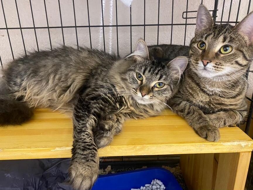 Кошки в дар