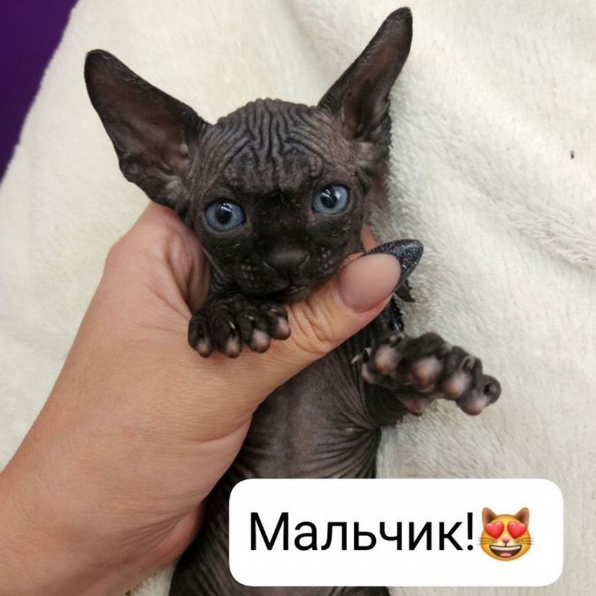 Канадский сфинкс