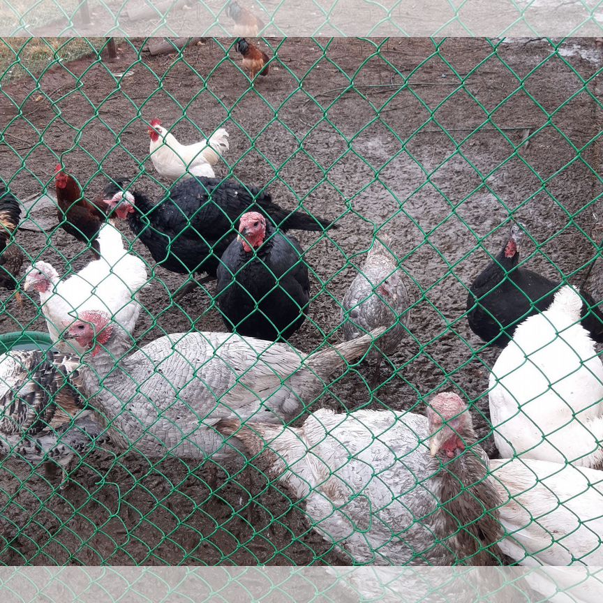 Индюки на мясо