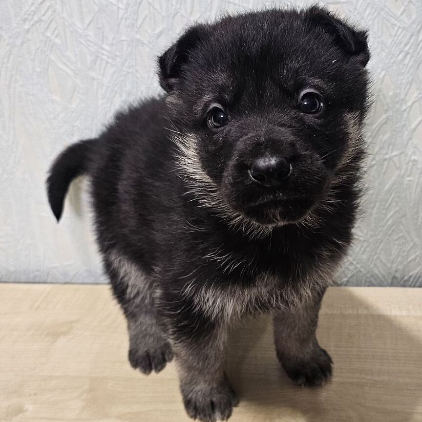 Восточноевропейская овчарка, щенок