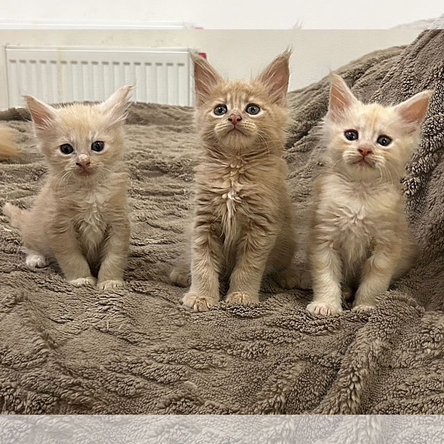 Мейн-кун котёнок