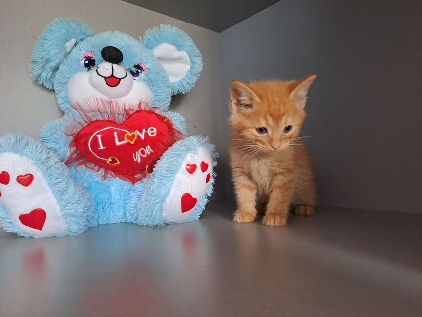 Котики ищут дом