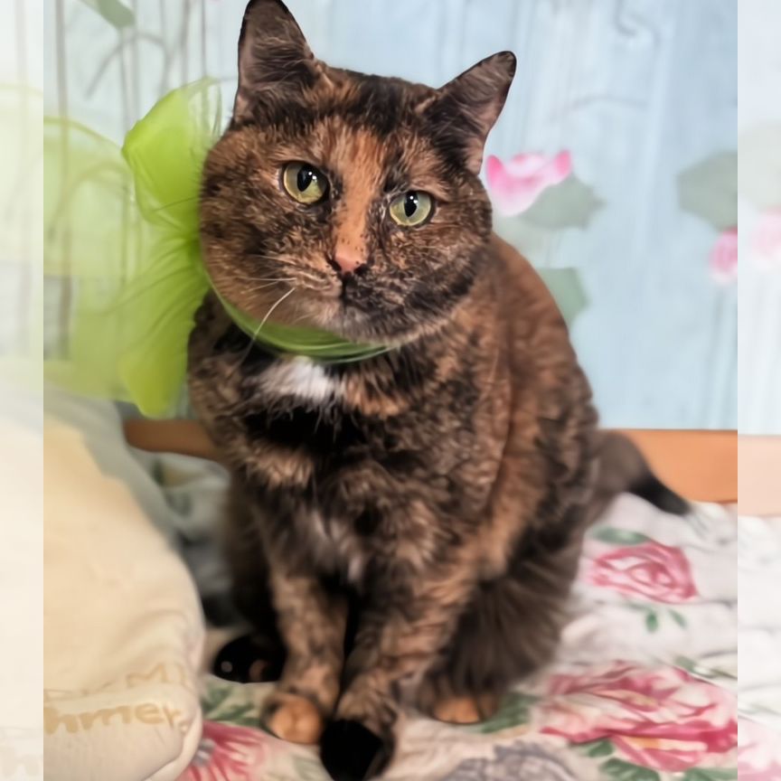 Взрослая собака в добрые руки