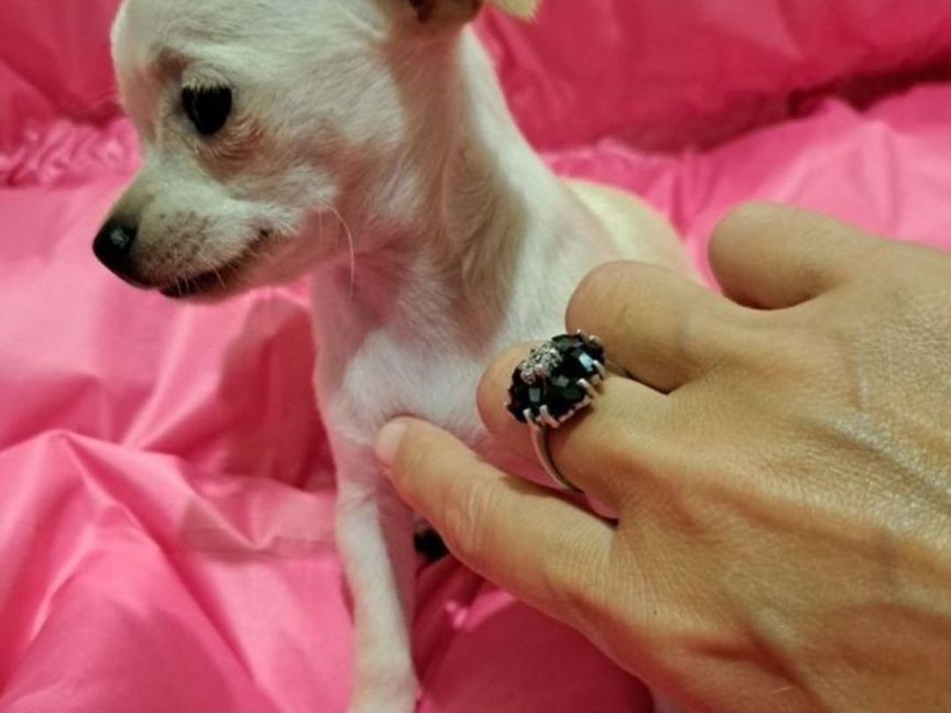 Лиза. Той. Миник