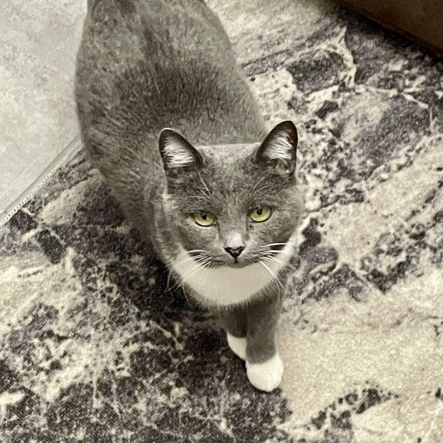 Кошечка милашка