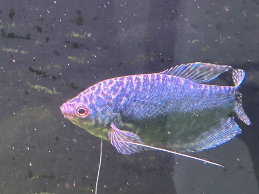 Гурами мраморный (самец)
