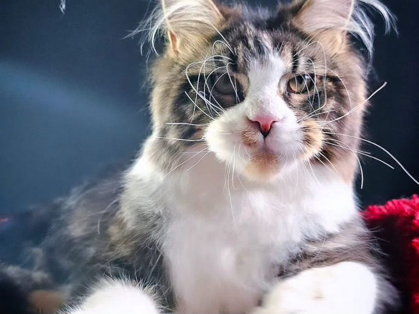 Котята мейн куны из питомника