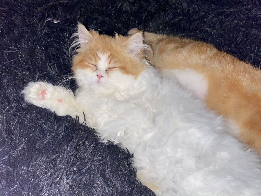 Котенок в добрые руки мальчик