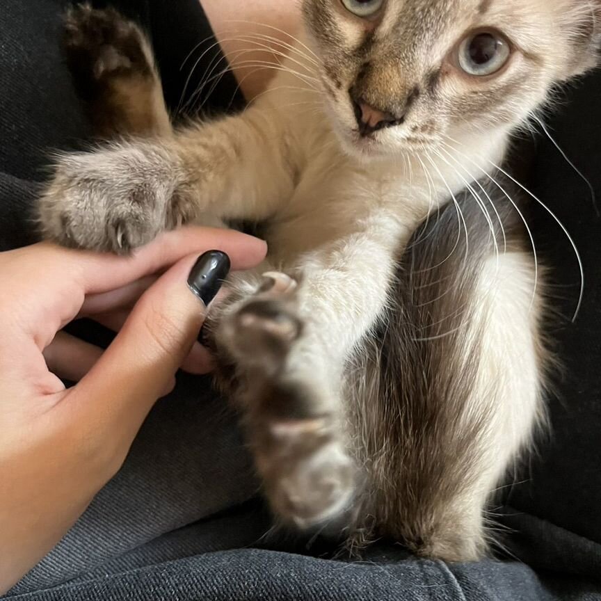 Котенок в добрые руки