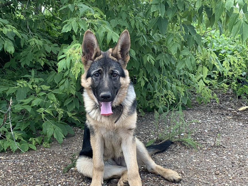 Немецкая овчарка щенок