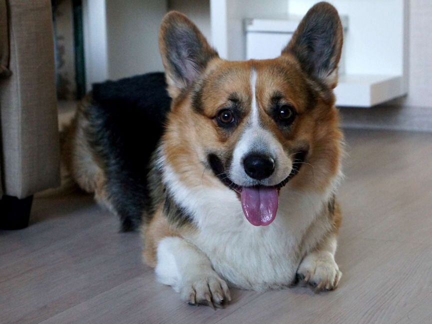 Вельш-корги пемброк. Вязка