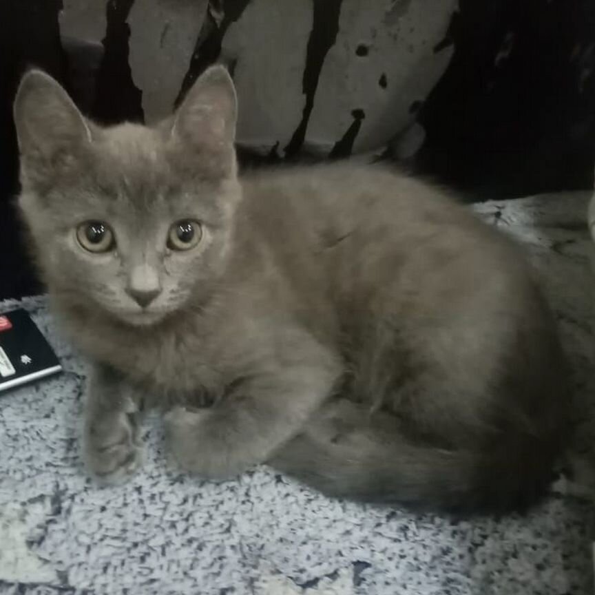 Отдам бесплатно в добрые руки,мать шотландская