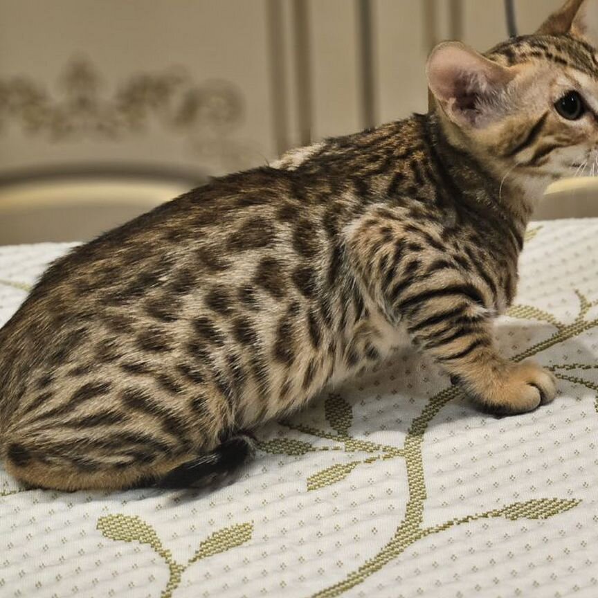 Бенгальская