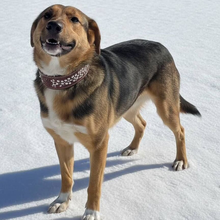 Взрослая собака в добрые руки