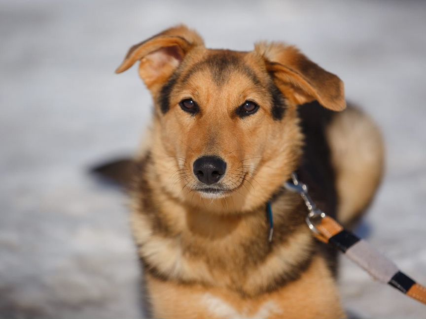 Собака в добрые руки