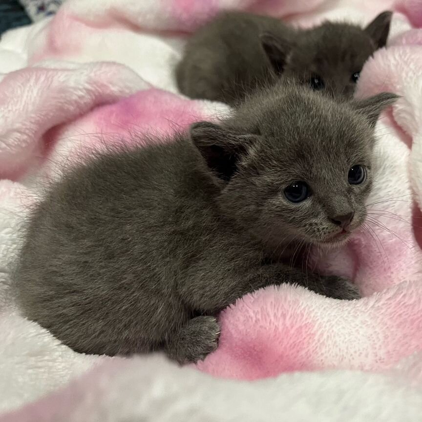 Британский короткошёрстный котёнок