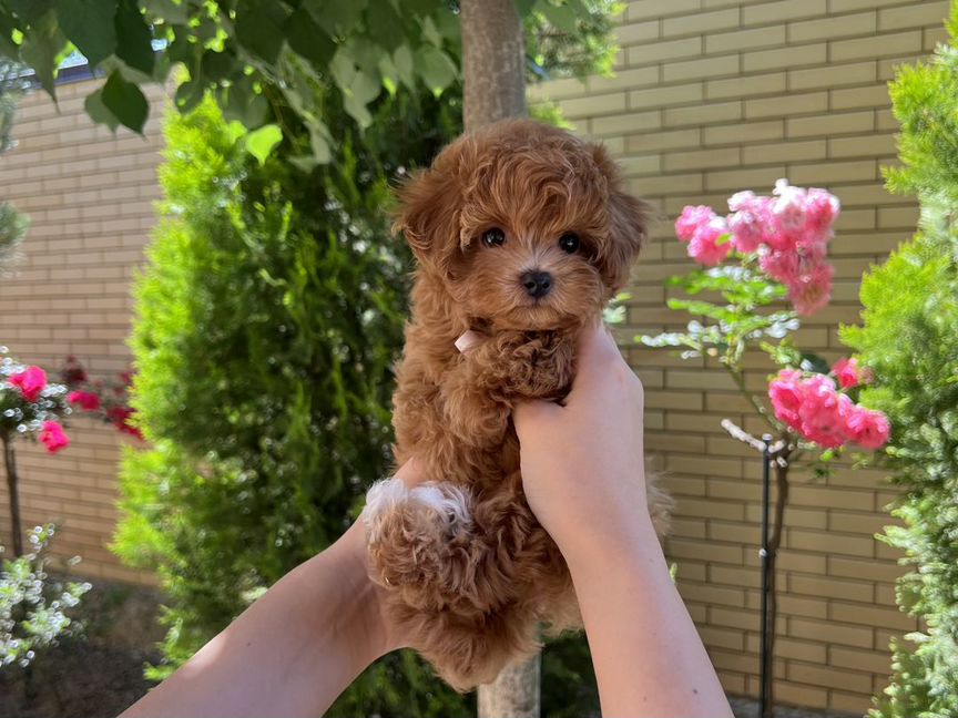 Мальтипу f1 mini девочка