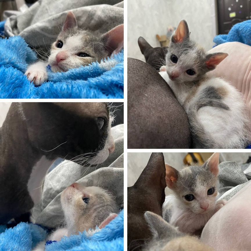 Котята сфинкс