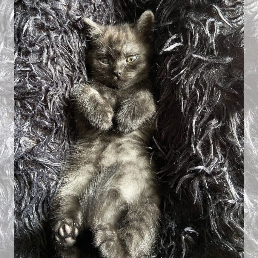 Шотландский прямоухий котенок