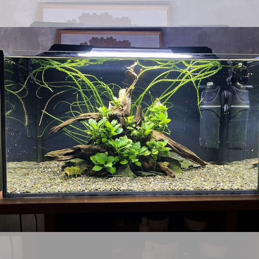 Аквариум с живыми растениями